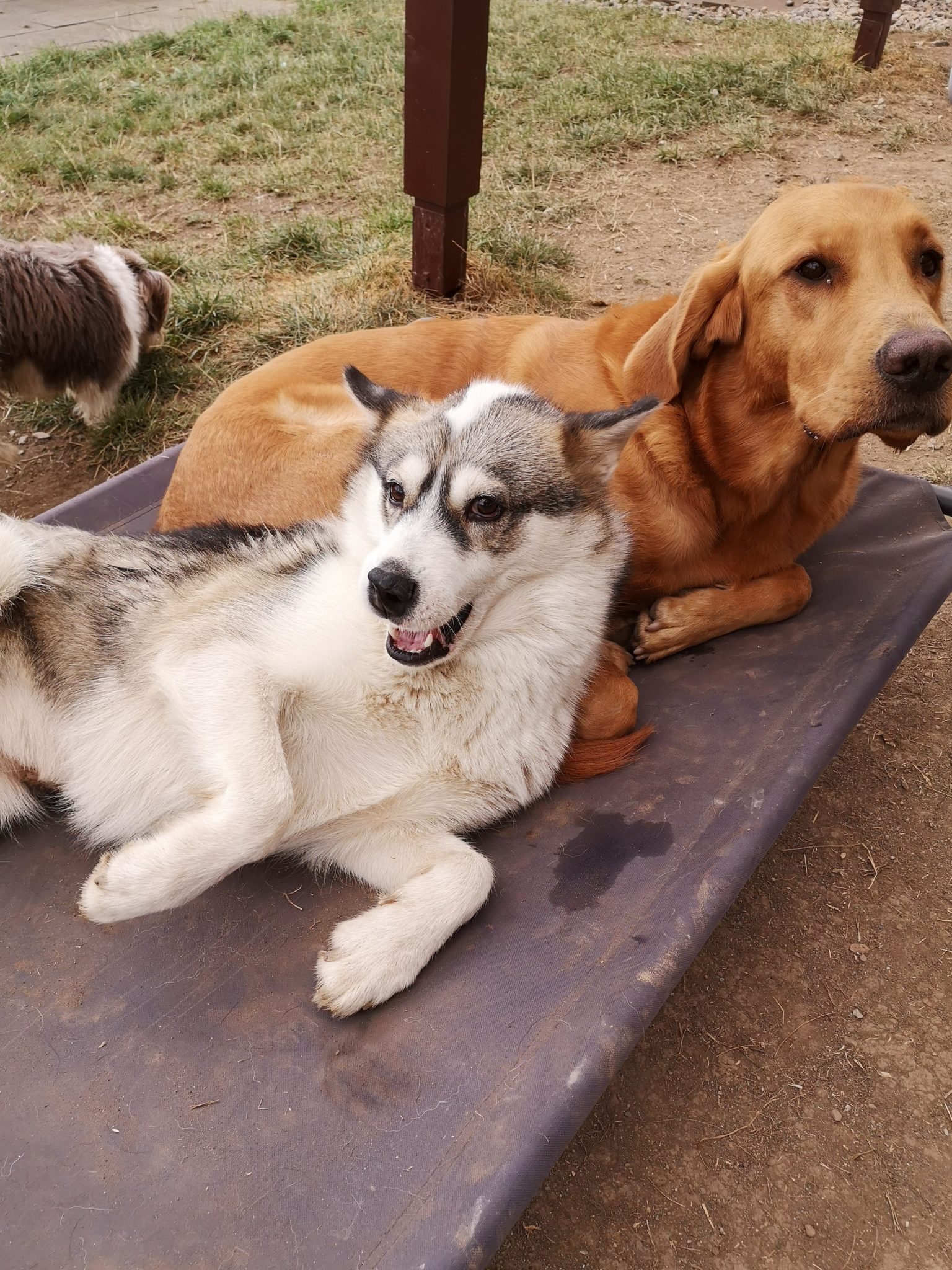 Angebote von Dogson – DOGSON